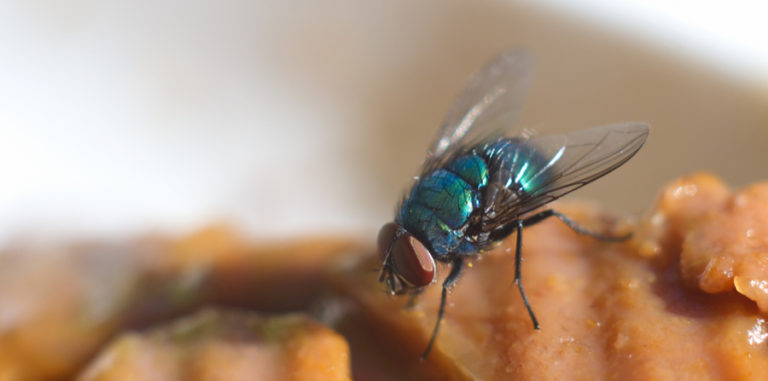 Where Are All These Flies Coming From? | Griffin Pest Solutions
