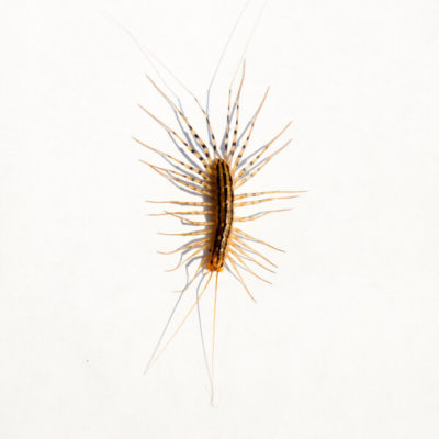 House Centipede Identification & Info