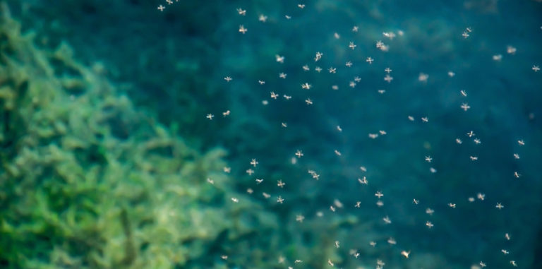 Michigan’s Summer Bug Blues