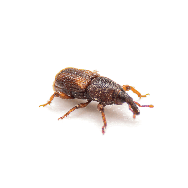 Pest Identification Library | Common Pests in Southwest Michigan